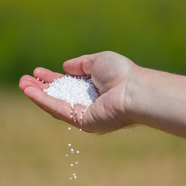 Azote: pourquoi et comment en apporter à son maïs fourrage