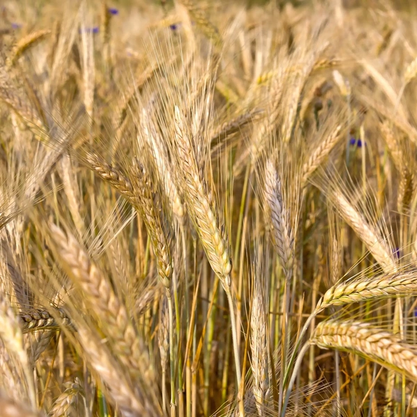Rendement du triticale : conseils et solutions de LG Seeds