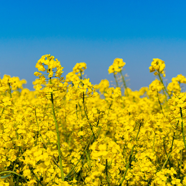 Quelles sont les maladies du colza et comment les maîtriser