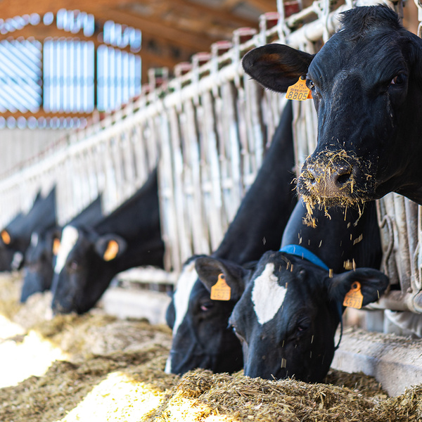 Coût alimentaire des vaches : l'optimiser grâce au maïs fourrage