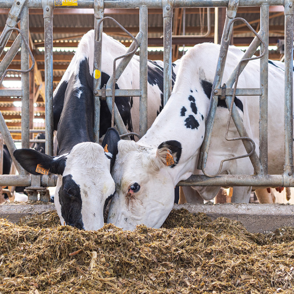 Bien-être des vaches et maïs fourrage digestible dans la ration