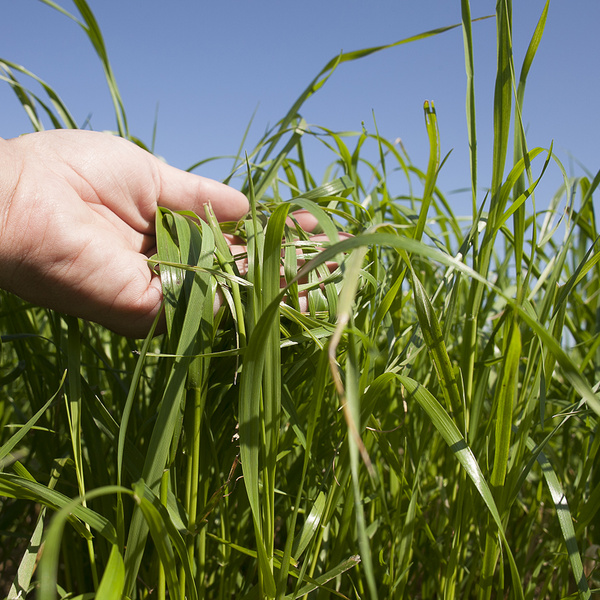 Le ray-grass italien, bien le connaître pour bien le valoriser