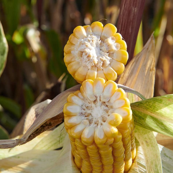 Résultats d'essais Maïs Grain - LG Seeds