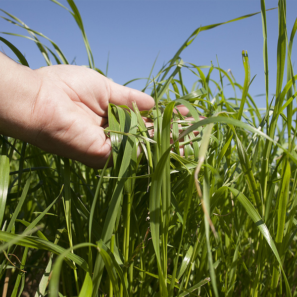 Rejoindre Limagrain Europe