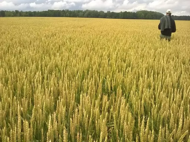 Semences LG seeds Limagrain, Un expert semencier à vos côtés : LG